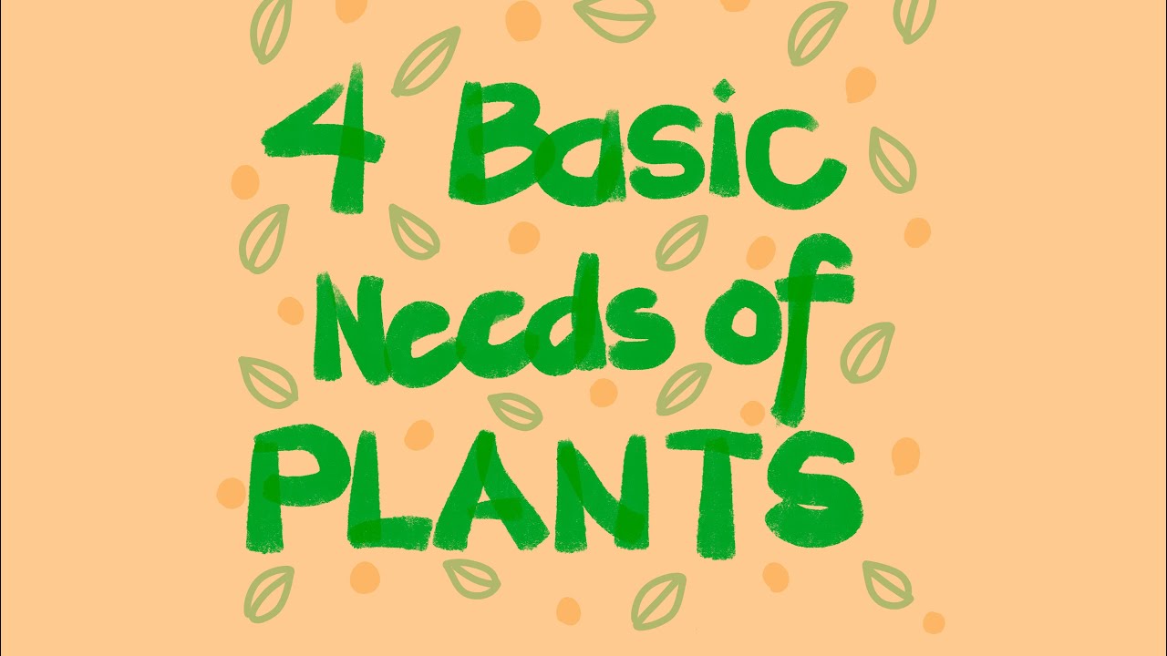 Four Basic Needs Of Plants YouTube Four Basic Needs Of Plants YouTube