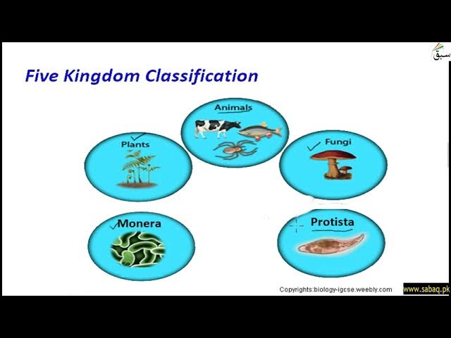 Five Kingdom Classification