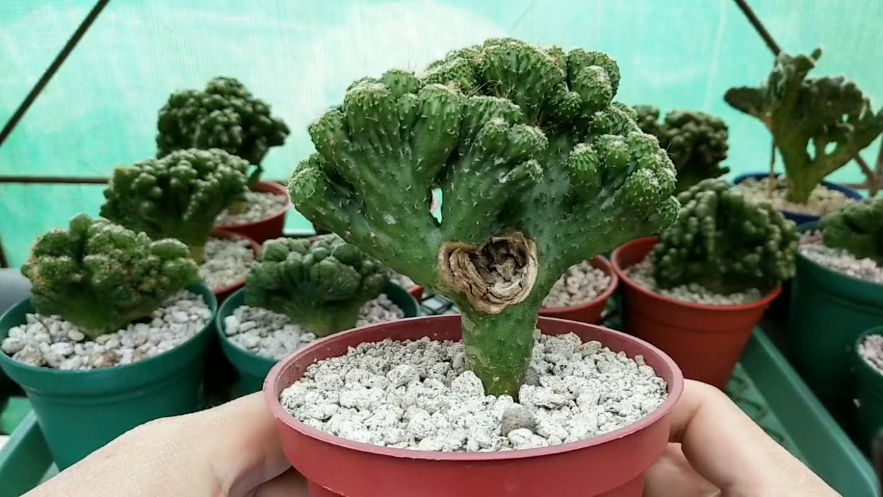 Splitting A Wild Crest Cactus - YouTube