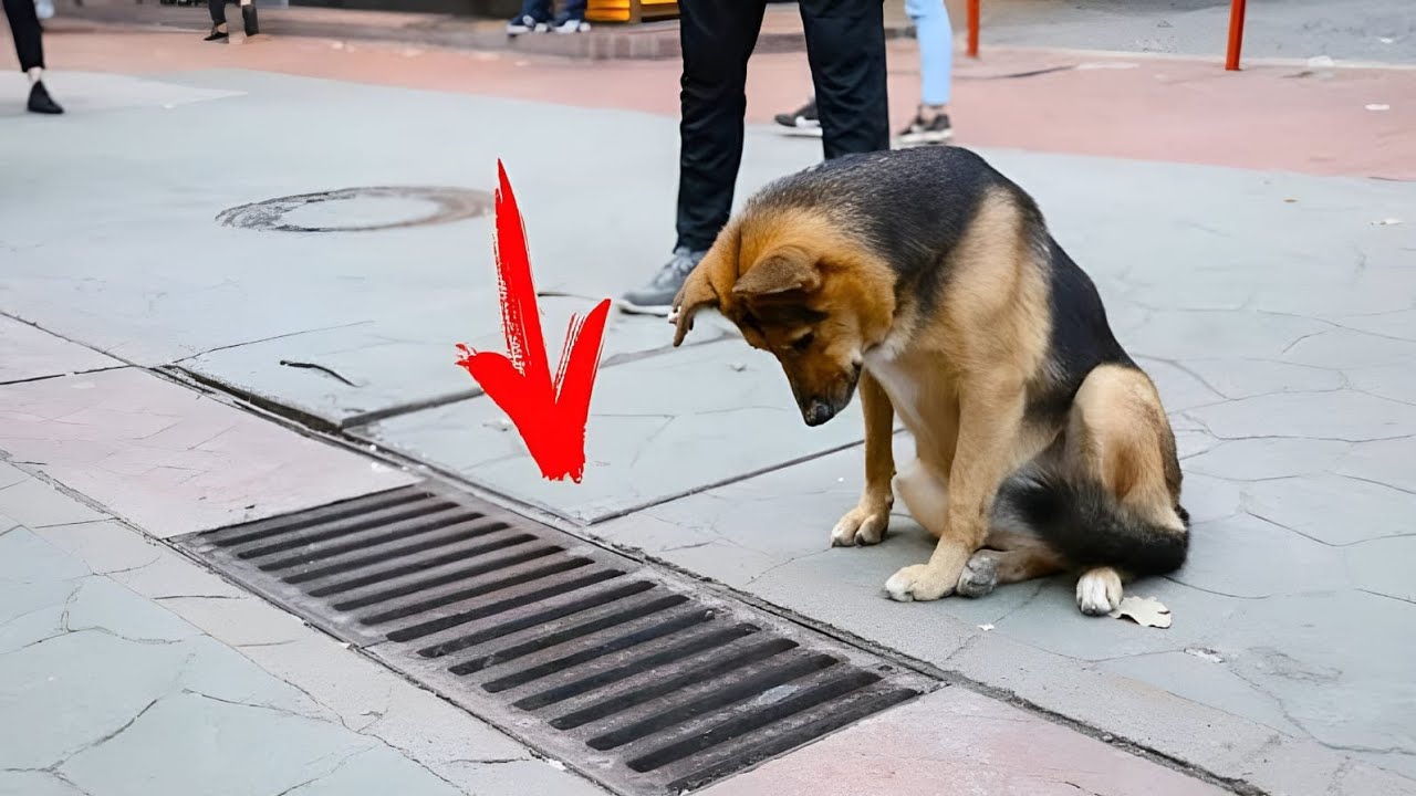 The dog looked down the drain every day. People were shocked when he ...