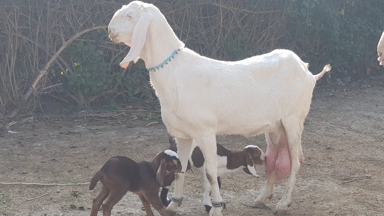 Gulabi bakri Beetle bakri goat farming Ka Tarika goat farm Bakra Mandi ...