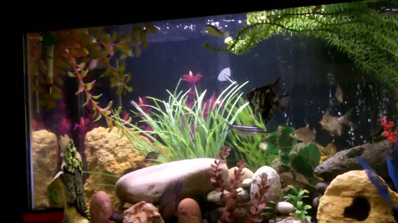 New Edition 2. Blood Red Parrot, Leporinus, Pacu, Red Tailed Shark ...