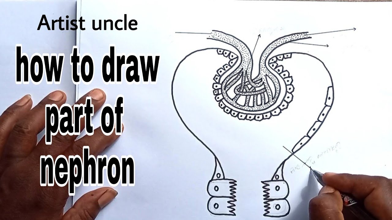 how to draw part of nephron,class 10th,life science ll Artist uncle ll ...