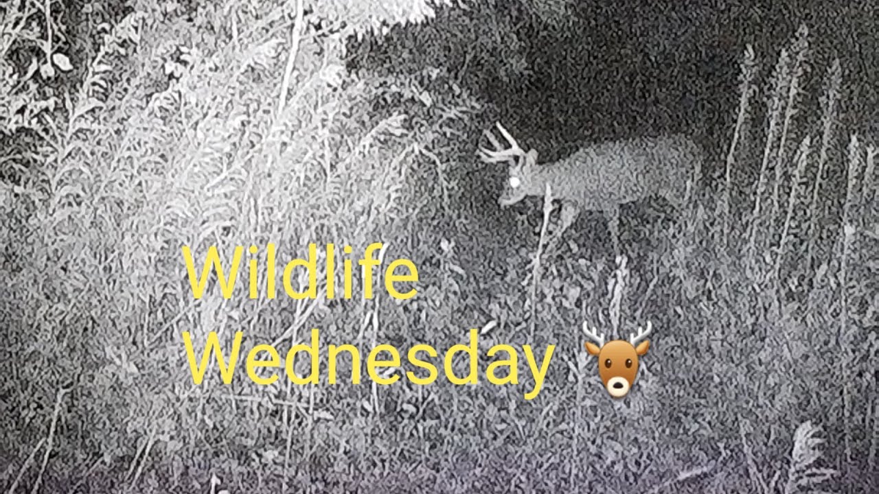 Wildlife Wednesday 🦌 - YouTube
