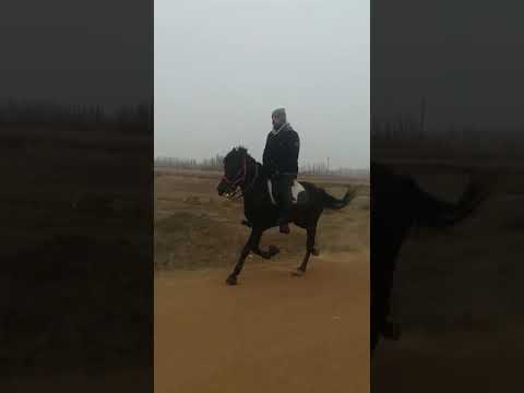 Rahvan at
