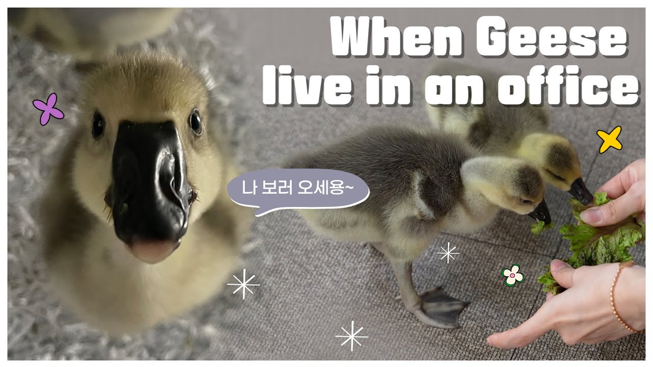 (+ENG)What happens when Geese live in an office🦢 African Goose Butler's ...