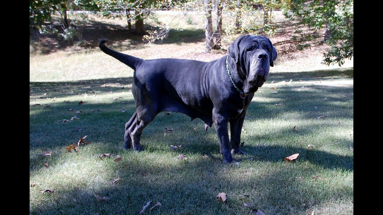 Neapolitan Mastiff AKC Champion Wild Child Verona Mastino.us - YouTube