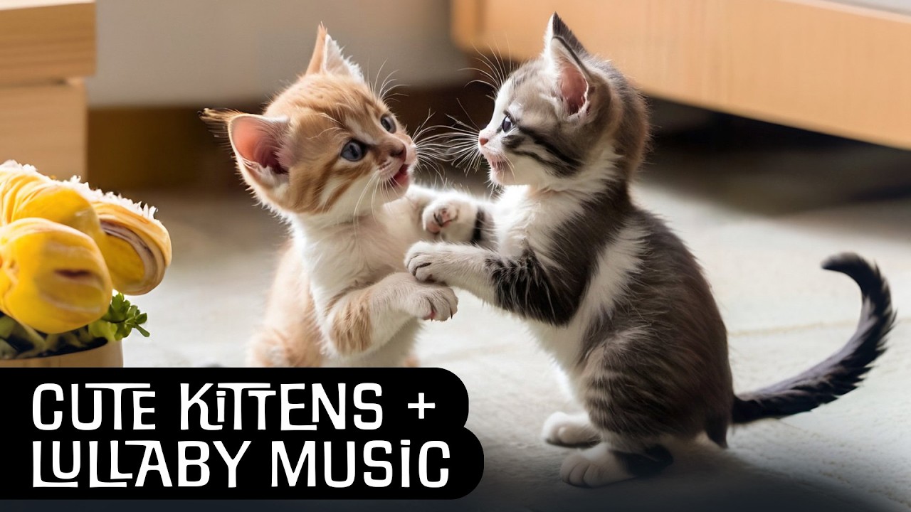 30 Minutes of Kitties Playing | Cute Lullaby Music | Play and Chill 🐈 😽 ...