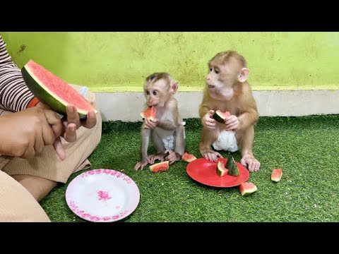 Adorable Siblings Bubu & Lolo Excited To Eat Sweet Water Melon - YouTube