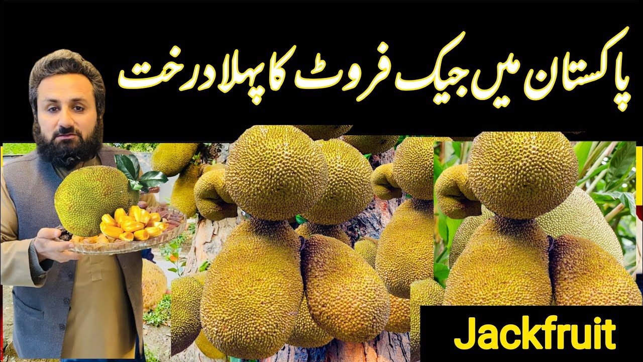 JACKFRUIT in Pakistan | Nayab Phal | khatal Fruits | 40kg Huge Size ...