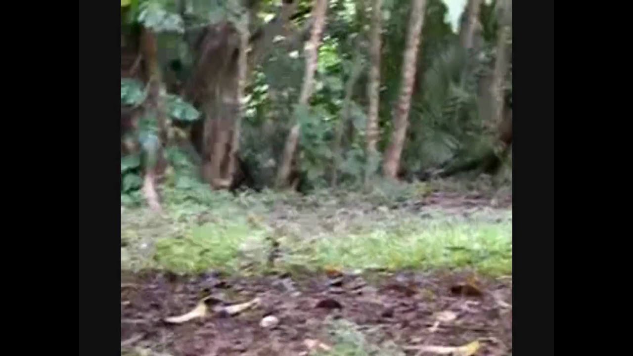 Tammy VS Wild Boar-Ho'omaluhia Botanical Gardens Oahu - YouTube