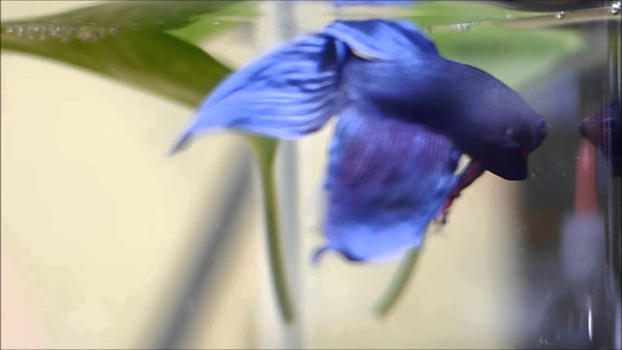 Betta Flaring - YouTube