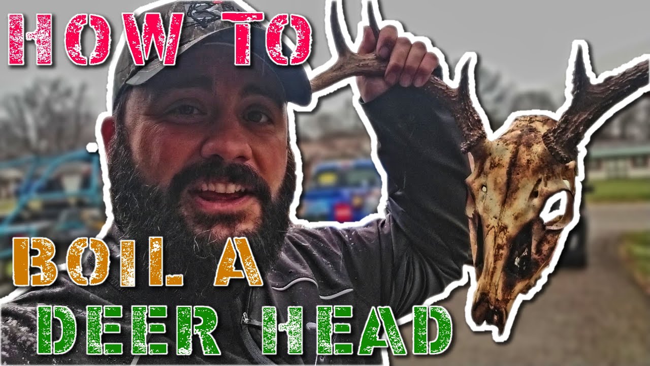 How To Boil a Deer Head - Easy at Home! - YouTube