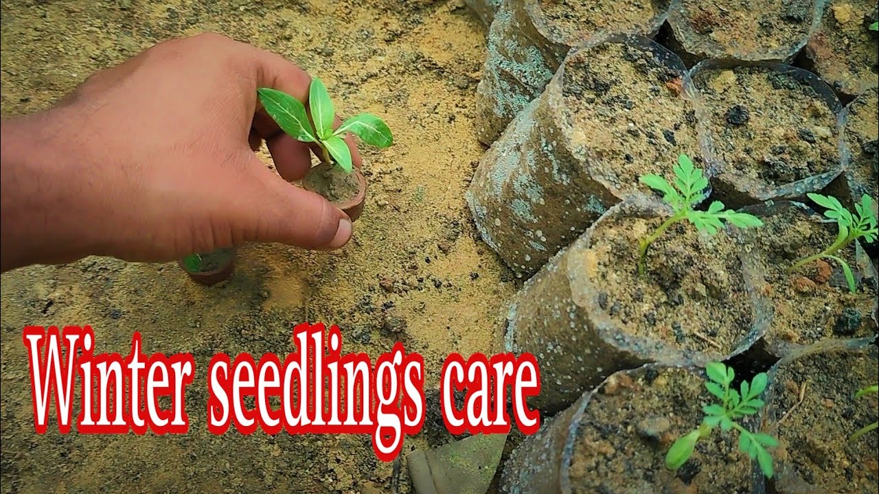 Uncover the Winter Seedling Care Guide: Boost Your Harvest - YouTube