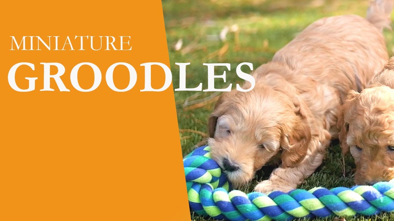 Mini Groodle Puppies Australia - YouTube