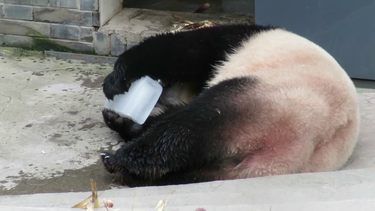 Giant Panda Bao Bao Cools Off in China - YouTube