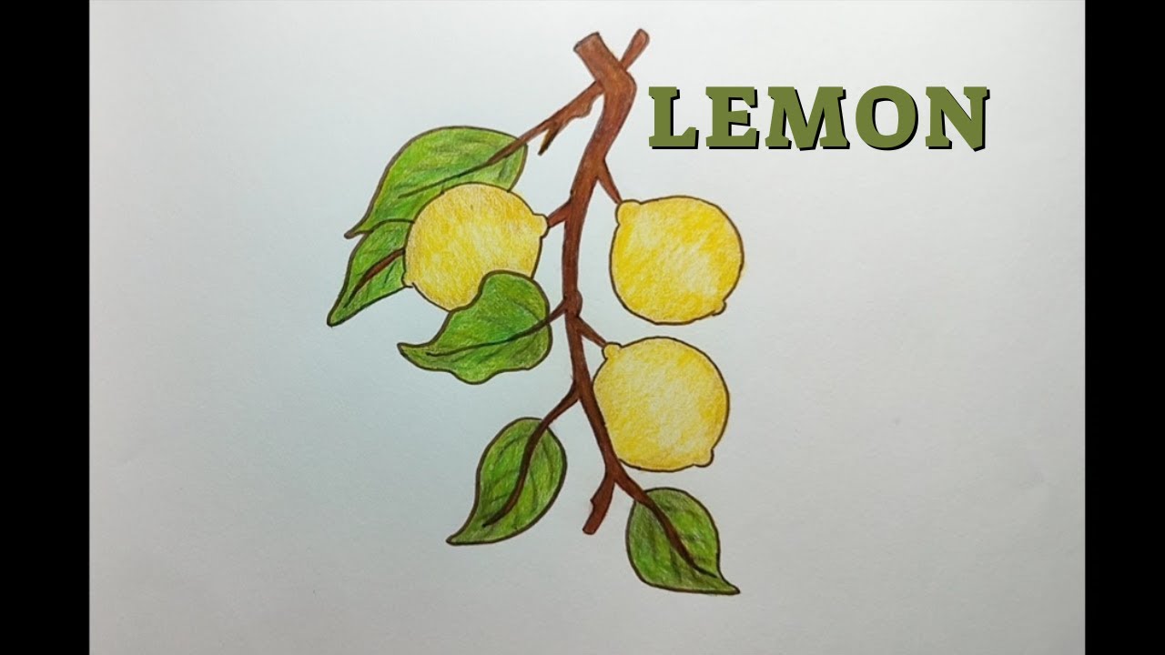 How To Draw Bunch Of Lemons 🍋 Step By Step. - YouTube