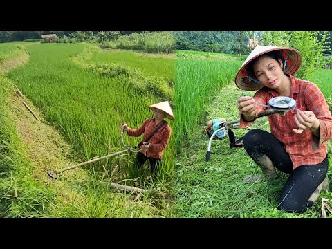 Using a brush cutter to clear weeds from the field edges as the rice begins to head - Peaceful Life