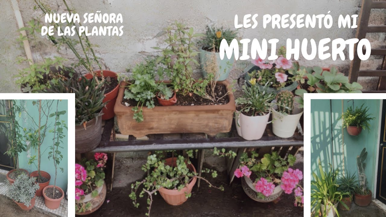 MINI HUERTO CASERO | ACOMPÁÑENME A DARLE MANTENIMIENTO | PLANTE NUEVAS ...