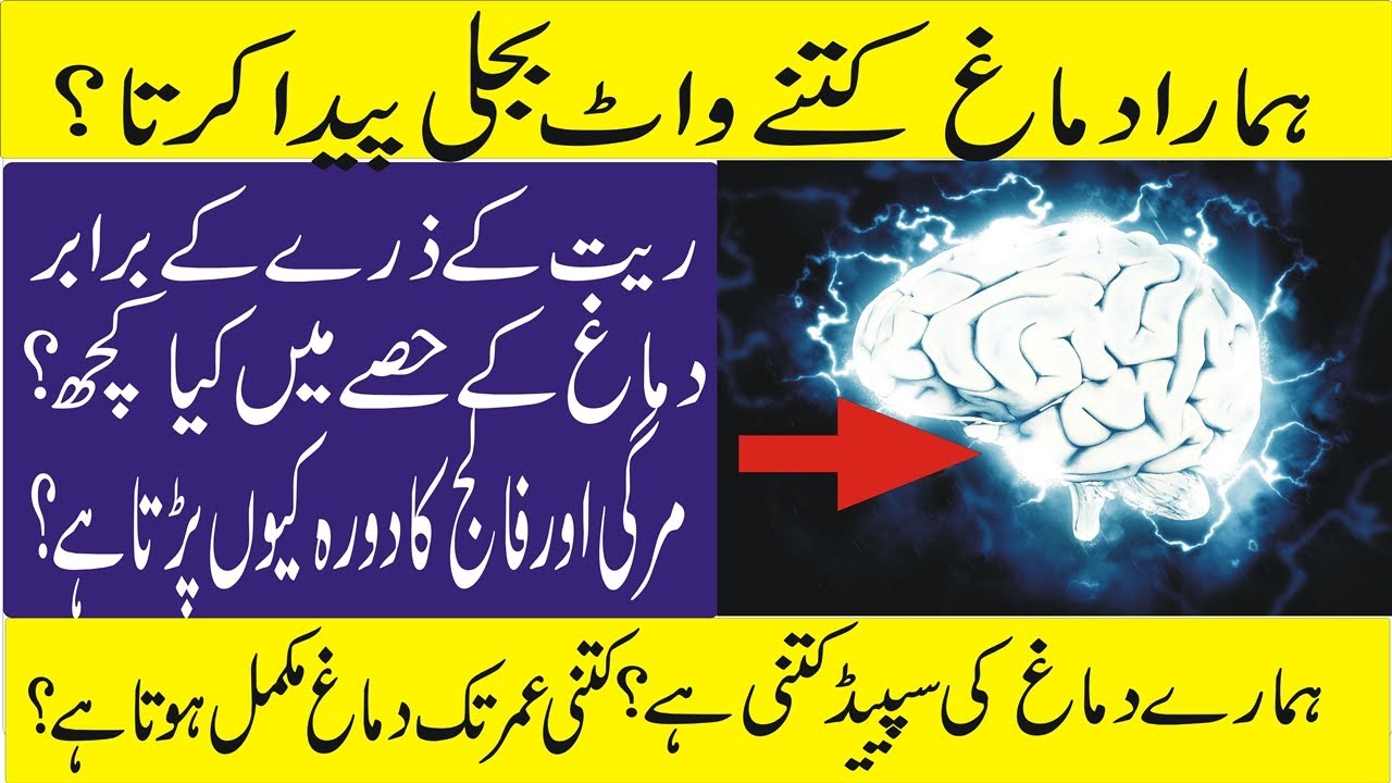 Interesting Facts About Our Brain Hindi Urdu YouTube interesting-facts-about-our-brain-hindi-urdu-youtube
