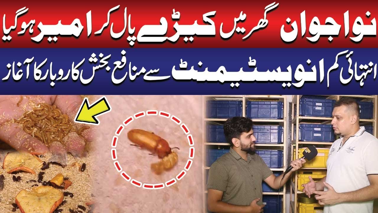Turn Insects into Profit | Start Your Own Mealworm Farm & Make Money ...