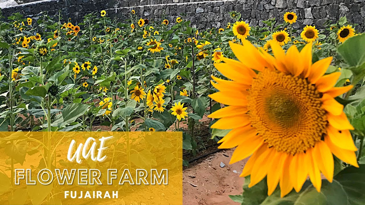 UAE Flower Farm | Valley of flowers in Wadi Asimah | Things to do in ...
