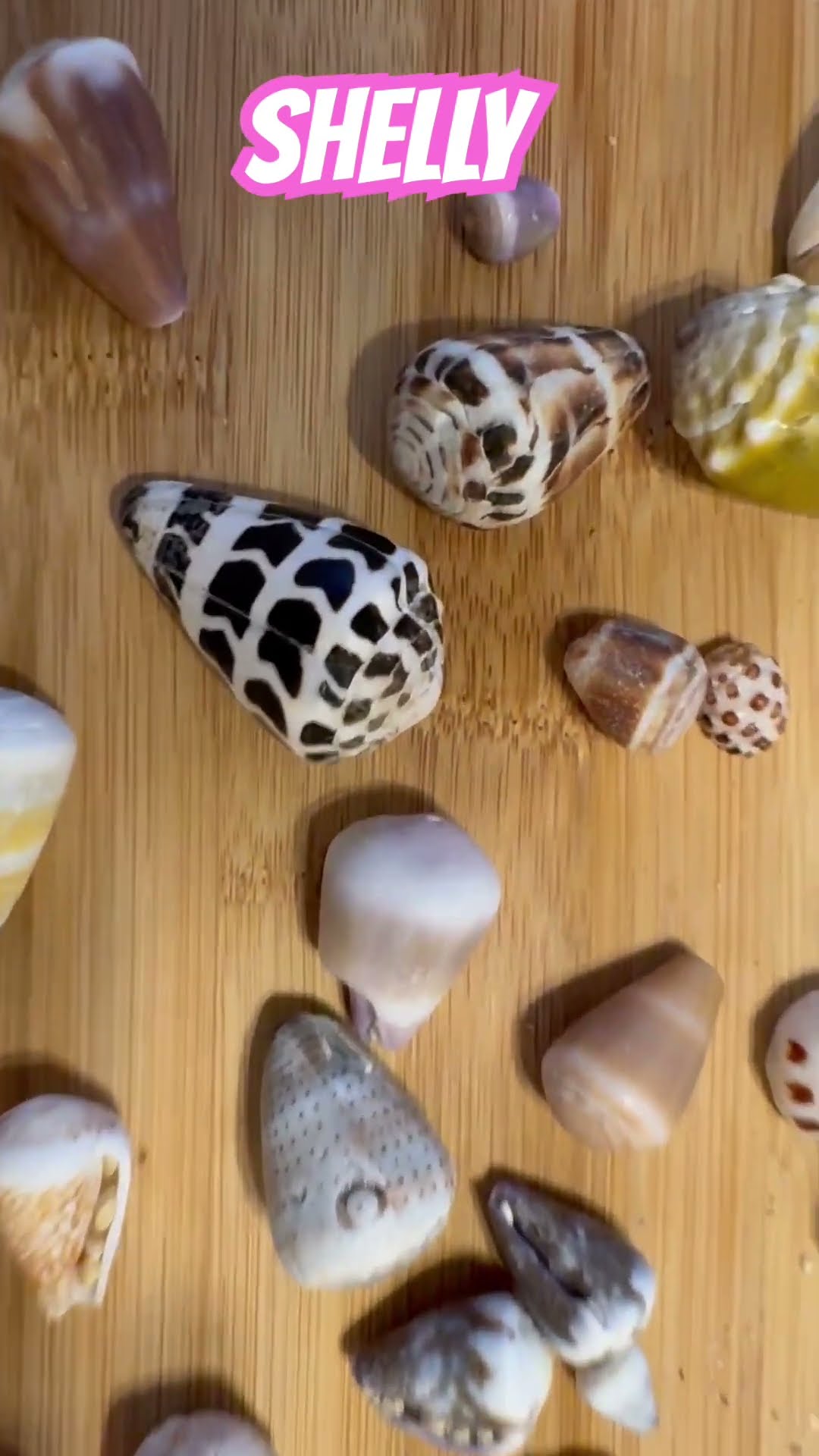 Shelly Sea Shells #seashells #silly #funny #shellhunter - YouTube