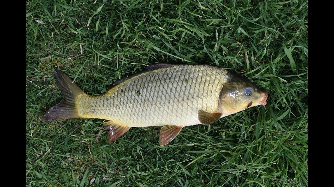 Carp, Redfin and Fun - Lake Burley Griffin with Malu Hunter and Phan ...