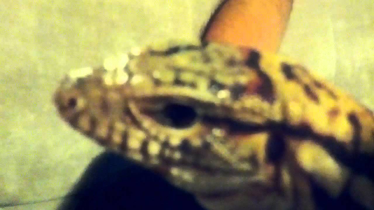 MacGyver the tegu wants up on the couch! - YouTube