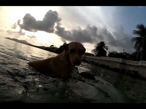 Aquila the Aquatic Wonder Dog of Vieques Puerto Rico - YouTube