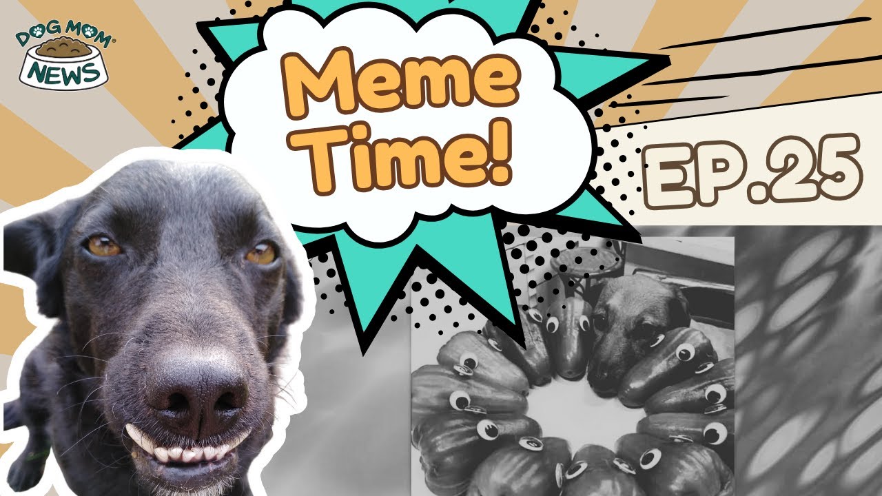 Laughter Guaranteed! Top Memes Of Dogs Get Your Weekly Dose Of Humor ...