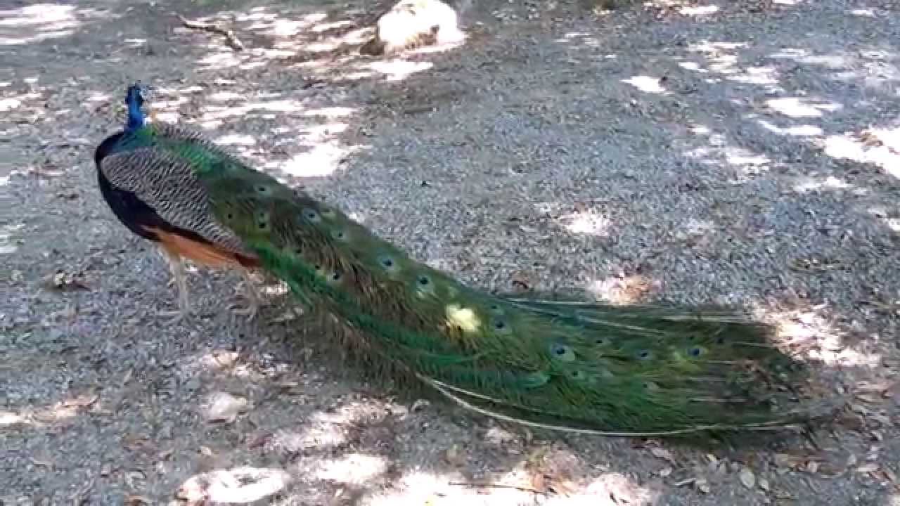 Peacock Bird at Waccatee Zoo SC - YouTube