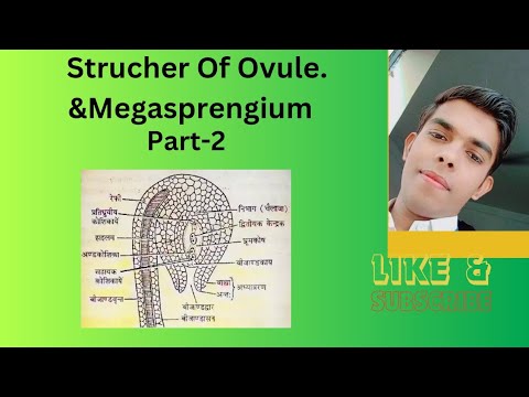 Strucher Of Ovule & Megasprengium???Beejand ki Sanrachna???Part 2 - YouTube