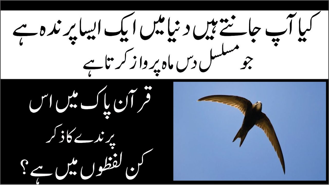 Ababeel Bird Story in Urdu I Story of Ababil Birds and The Elephant ...