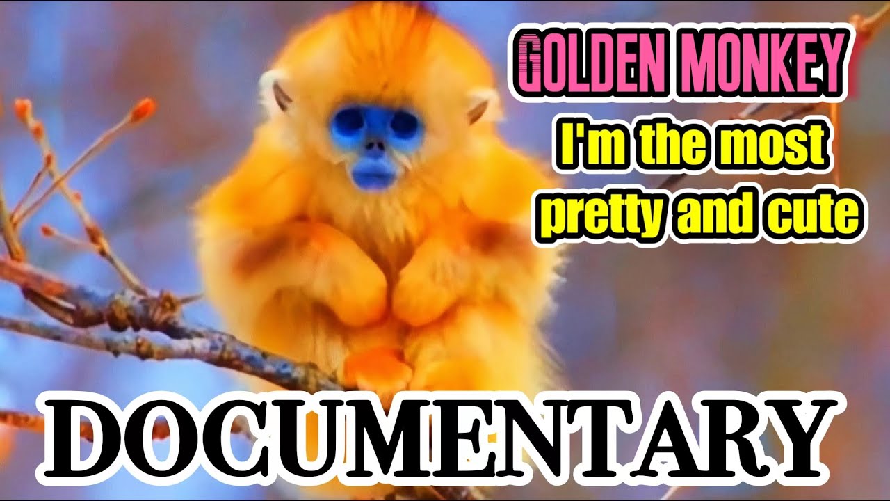 The most beautiful monkey in the world, the golden monkey。💋 funny 💋 ...