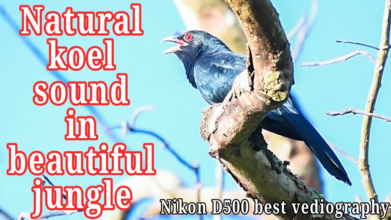 Koel bird sound in the beautiful jungle ( ස්වභාවික වු සොඳුරුතම කොවුල් ...