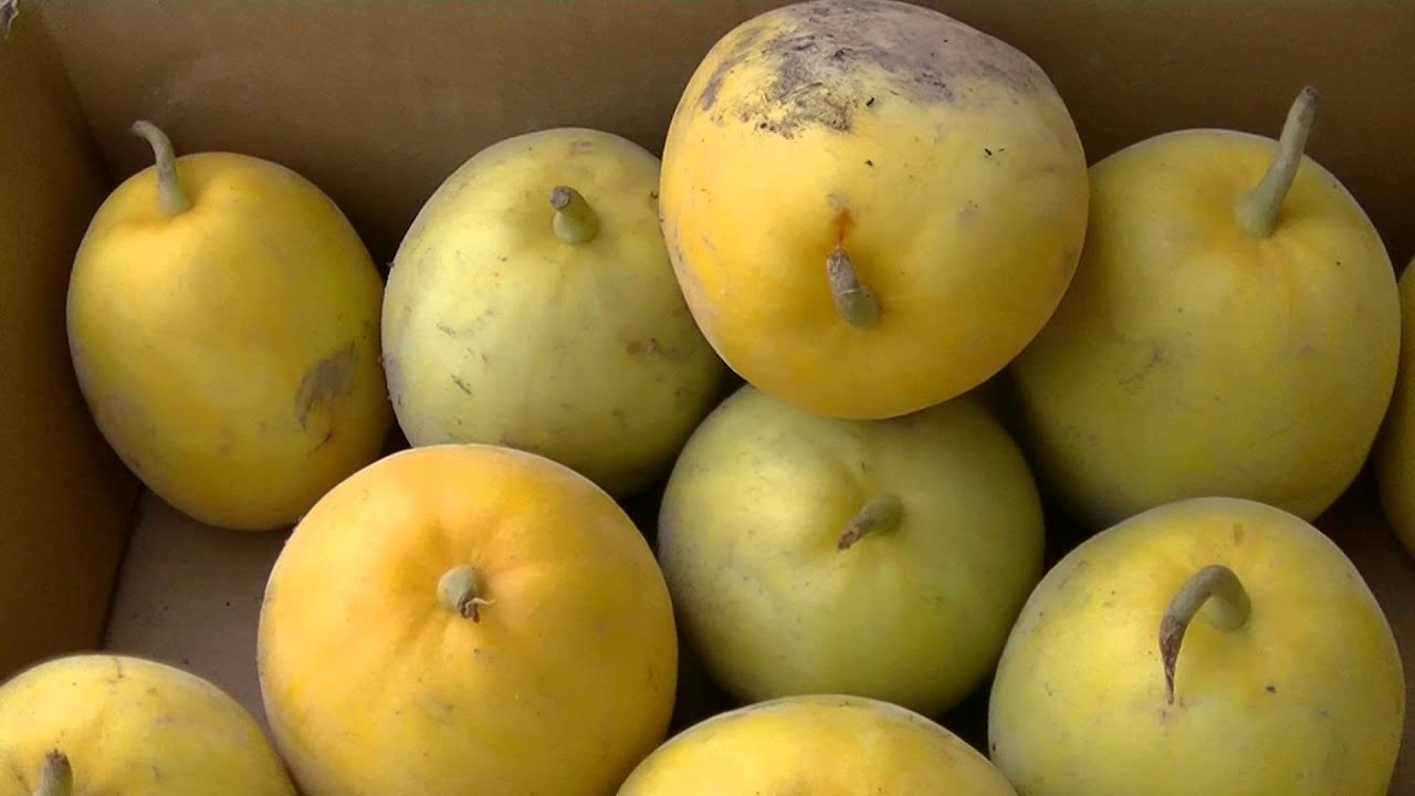 Oriental Melon - YouTube
