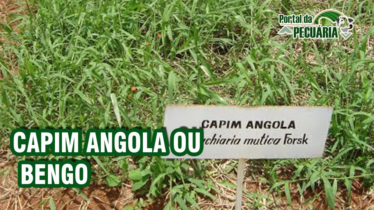 Capim Angola ou bengo - YouTube