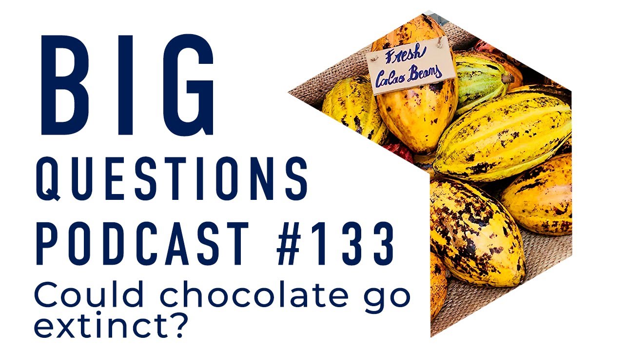 Could chocolate go extinct? - YouTube