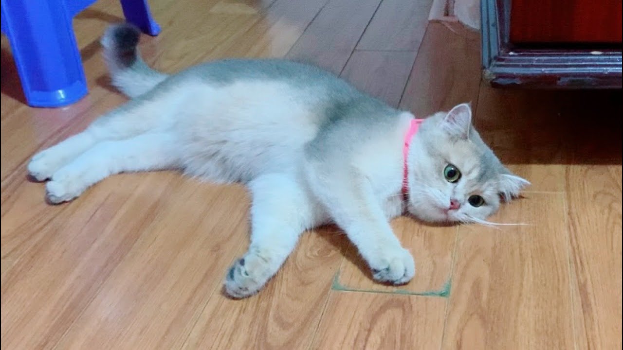 A hyperactive Leo cat 🤪 Oh my God too cute P37 - YouTube