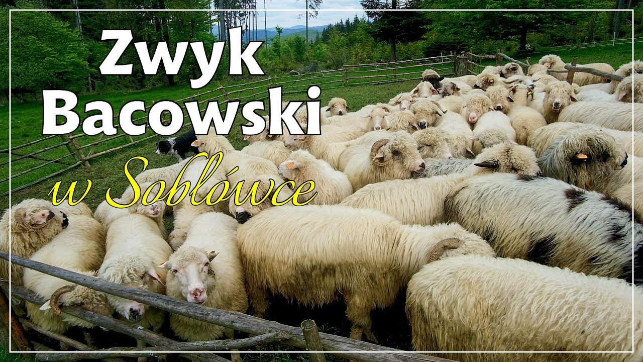 Zaproszenie Na Zwyk Bacowski W Sobl wce 2023 YouTube