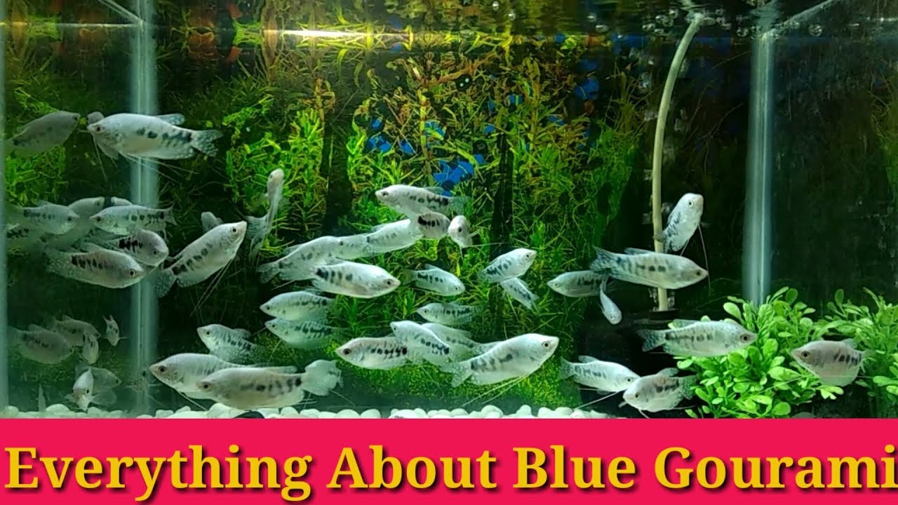 Everything About Blue Gourami - YouTube