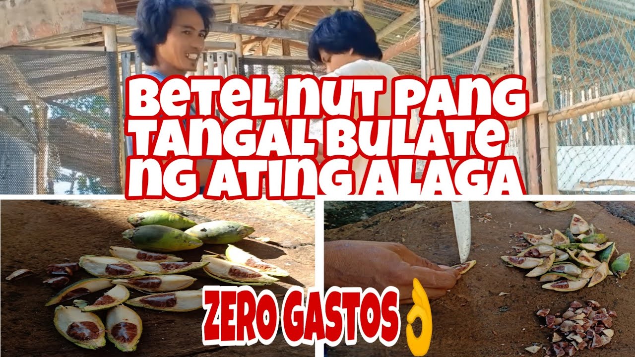 Paano mag purga ng manok | Betel nut | Free range chicken - YouTube