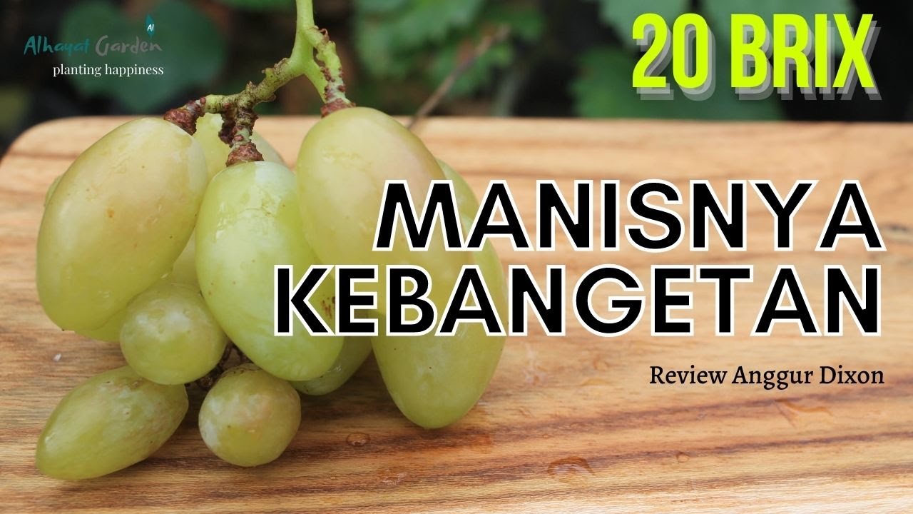 Review Anggur Dixon - YouTube