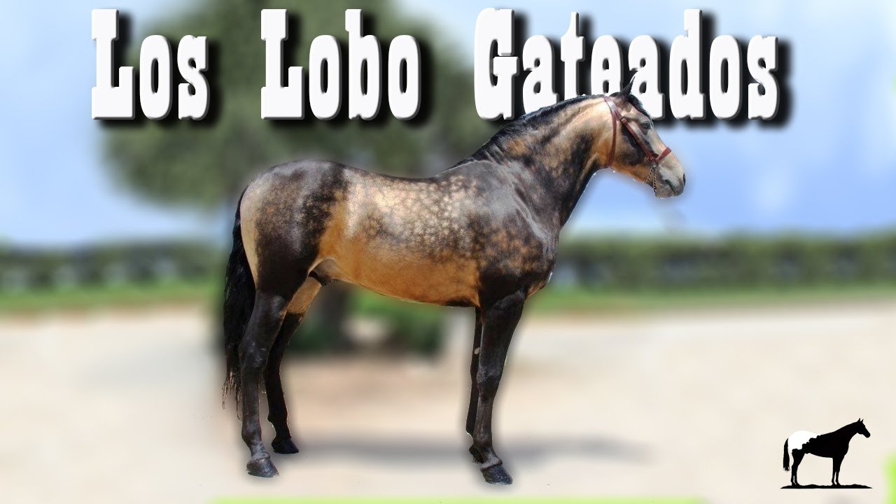 El Pelaje Mas Mexicano De Caballos (Lobo Gateado) ¿Cómo Se Consiguen Y ...