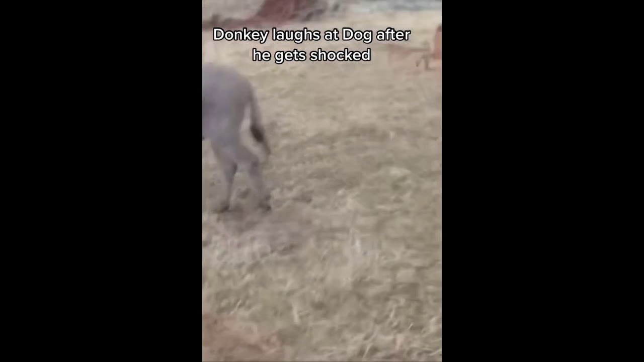 Donkey laughs after dog gets shocked - YouTube
