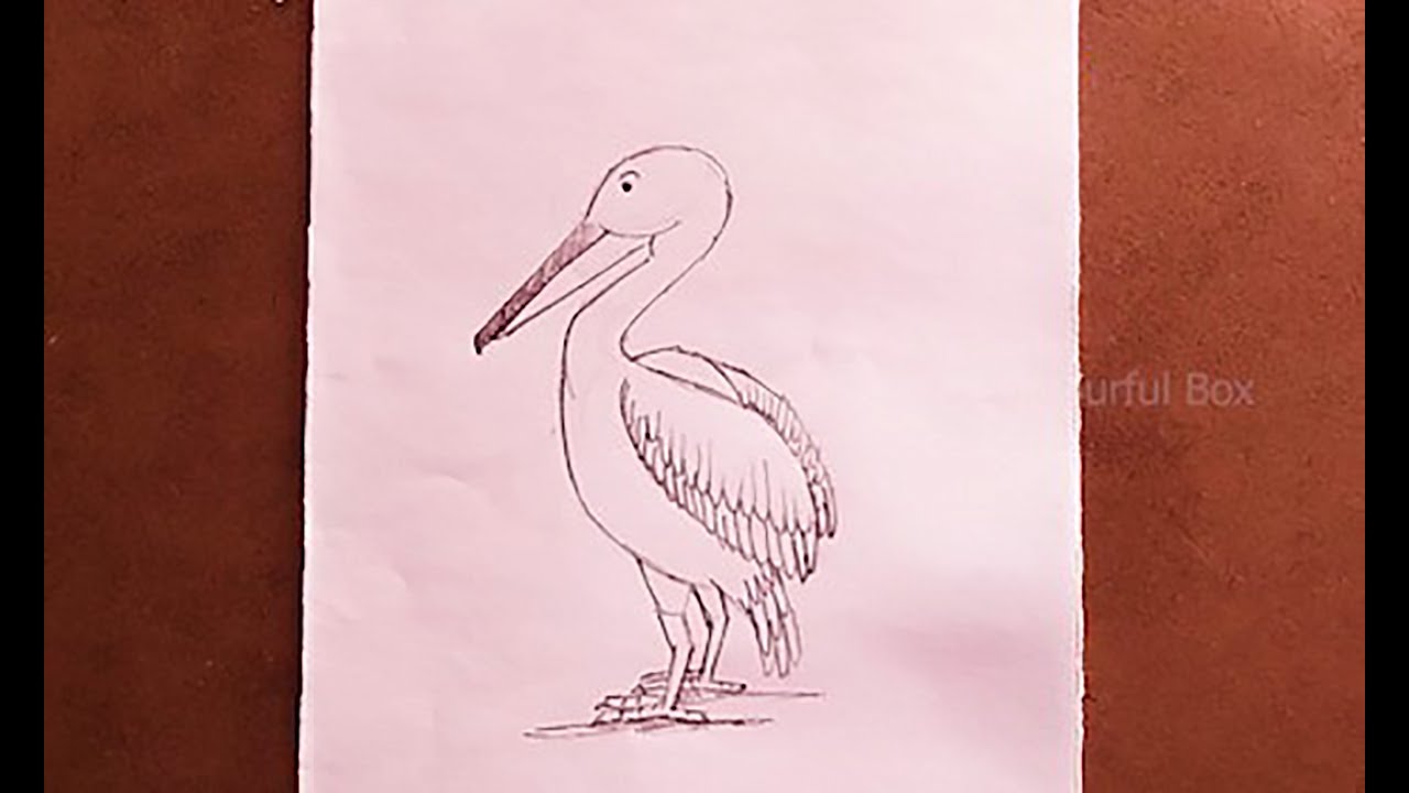 Big Beak Bird Drawing Step by step || How to draw big beak bird ...