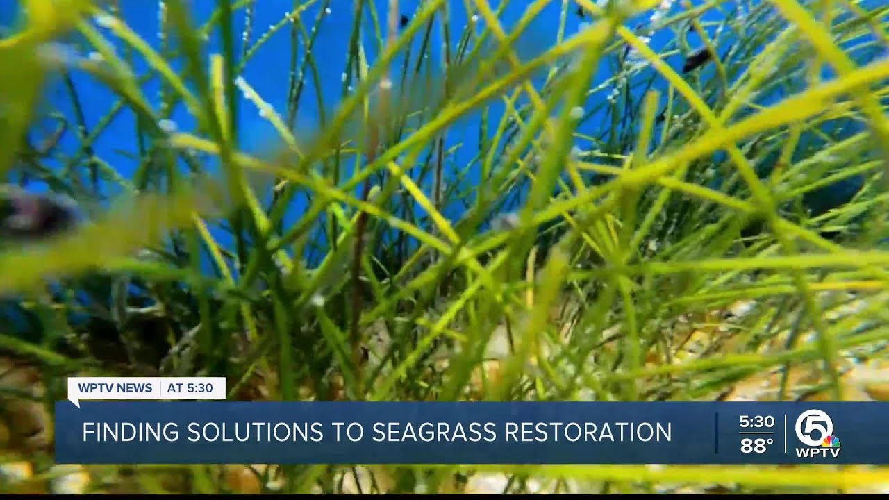 Researcher makes discovery that could aid Florida seagrass restoration ...