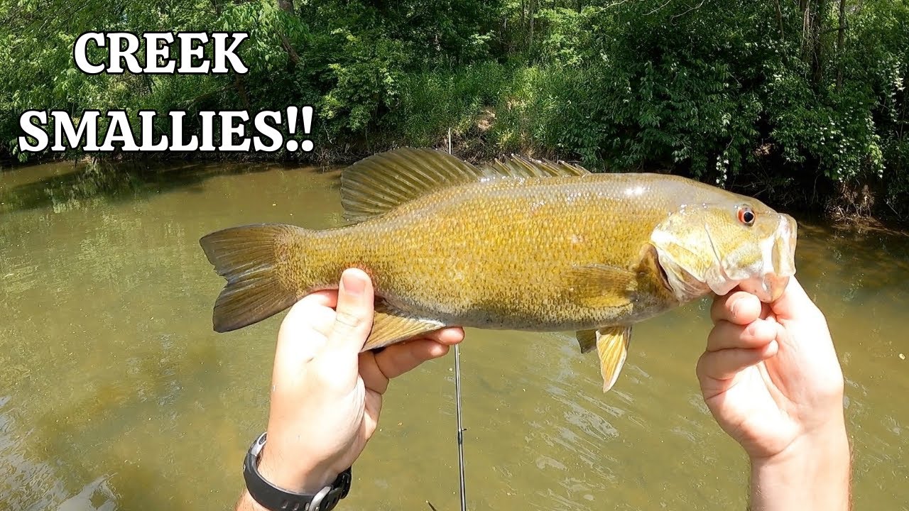 Wade fishing for nesting SMALLMOUTH BASS !! Small KY creek yields some ...