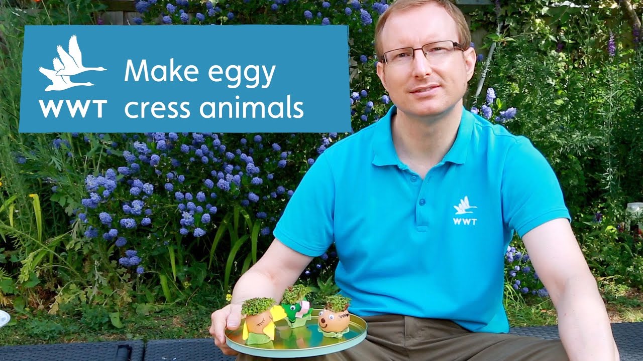How to make your own eggy cress animals | WWT - YouTube